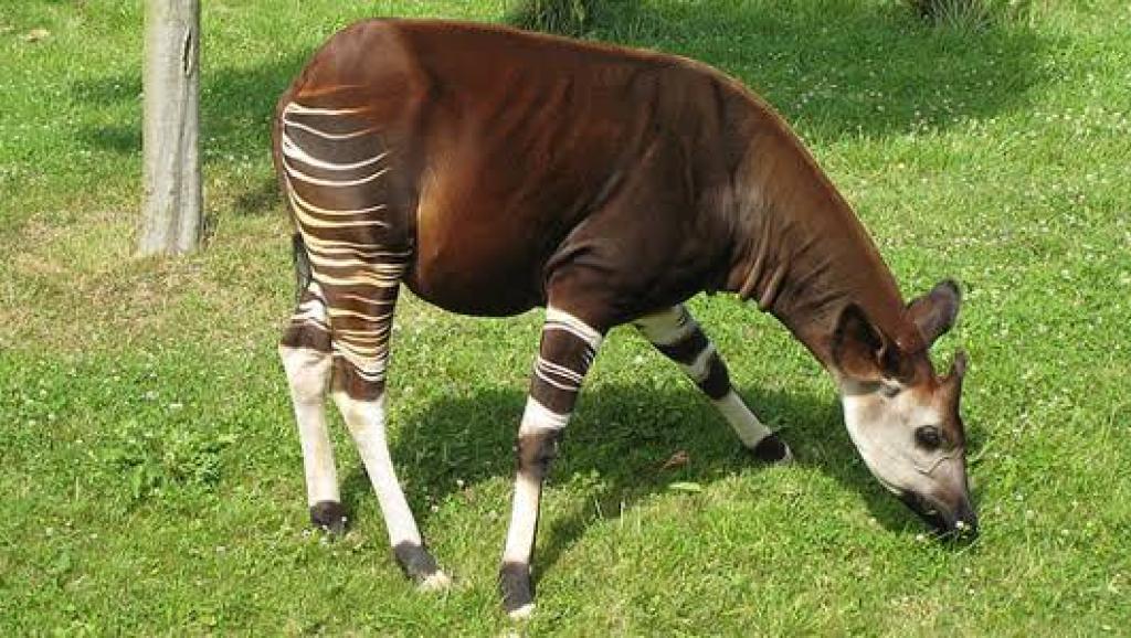 RDC: appel à stopper l'exploitation d'or pour protéger les okapis | DeskEco